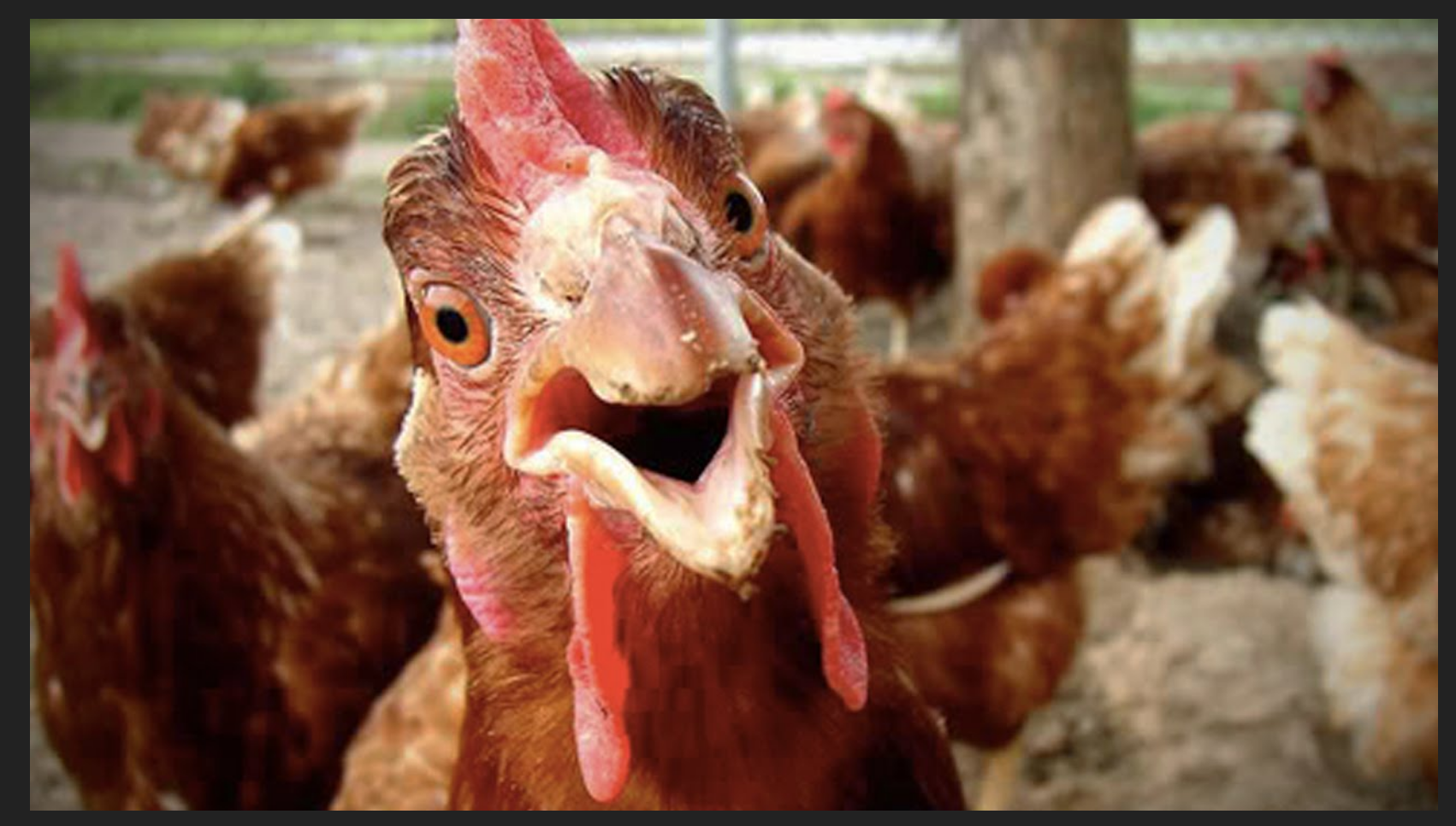 The Chickens of Chicken County – Timmy Tae's Thoughts